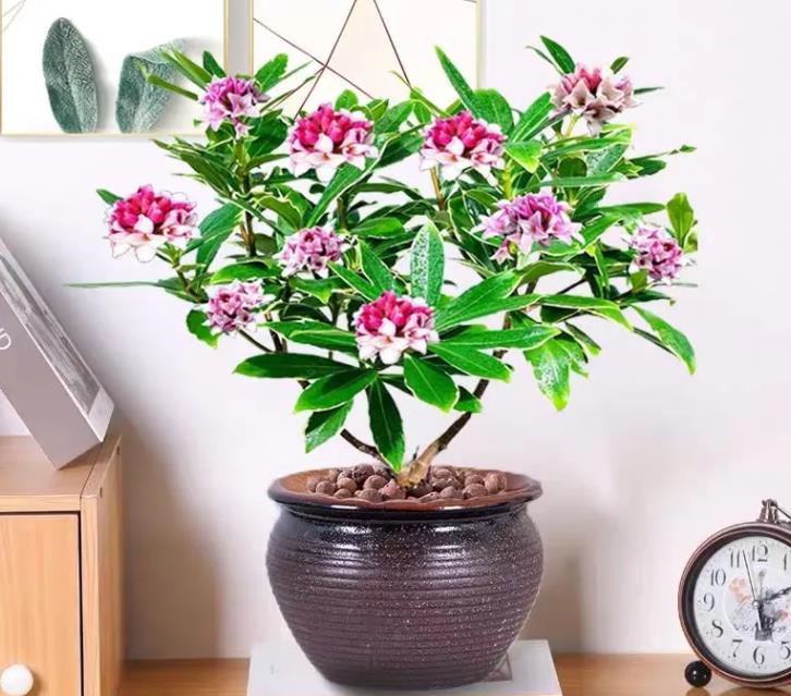 Once the white dew is over and the coldness grows, it's time to raise a ...