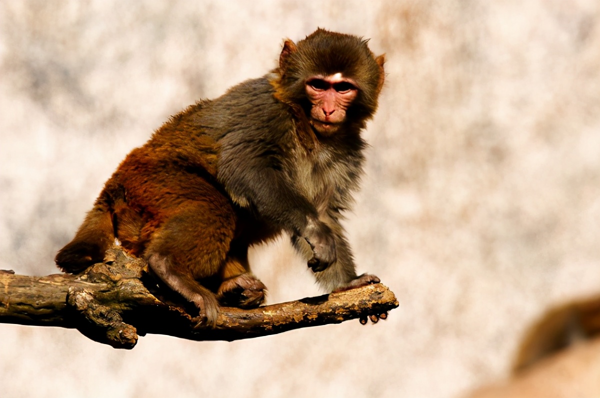 The king of Greece fought to protect his pet dog and monkey. After his ...