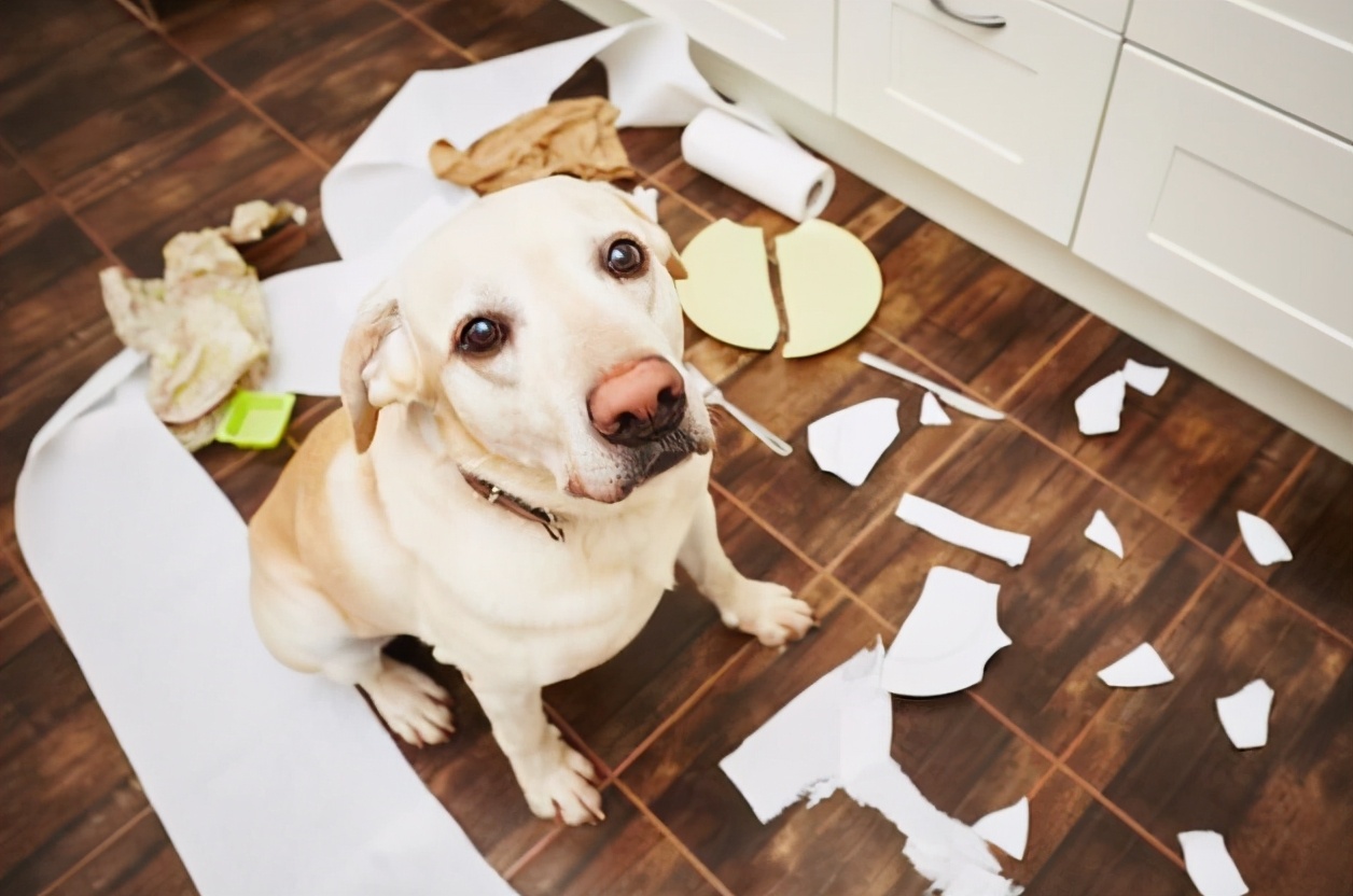Those who dare to raise these famous "demolition dogs" are all warriors ...
