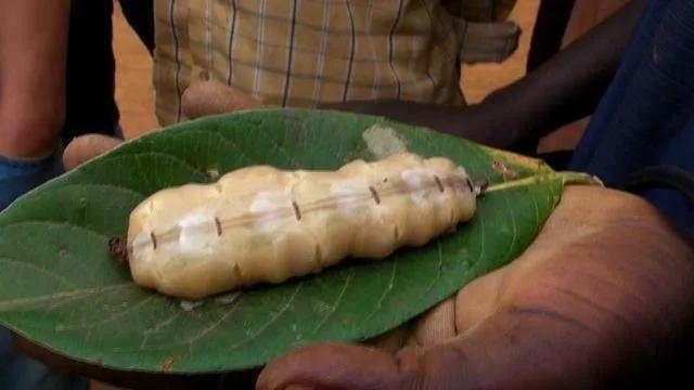 What is the longest-lived bug in the world? - iNEWS