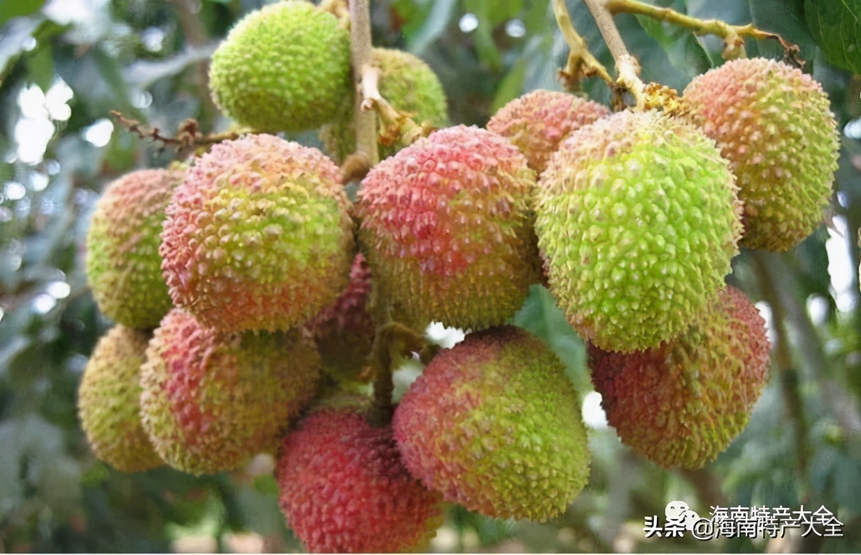 Introduction to Hainan Tropical Fruits (Part 1) - iNEWS