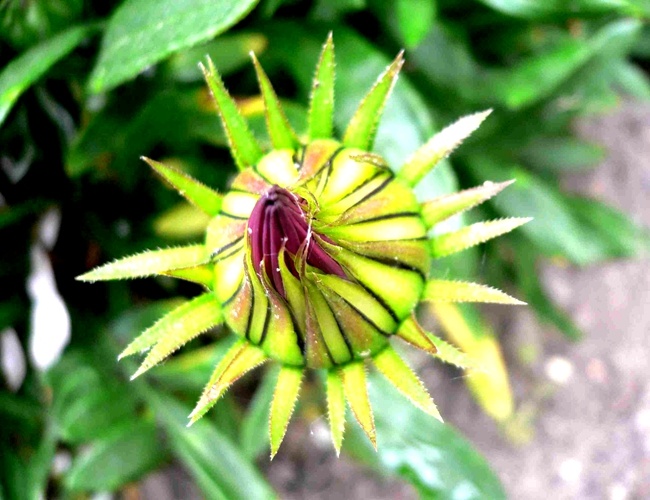 The longevity flower is slow to re-flower, the "three actions" abuse ...