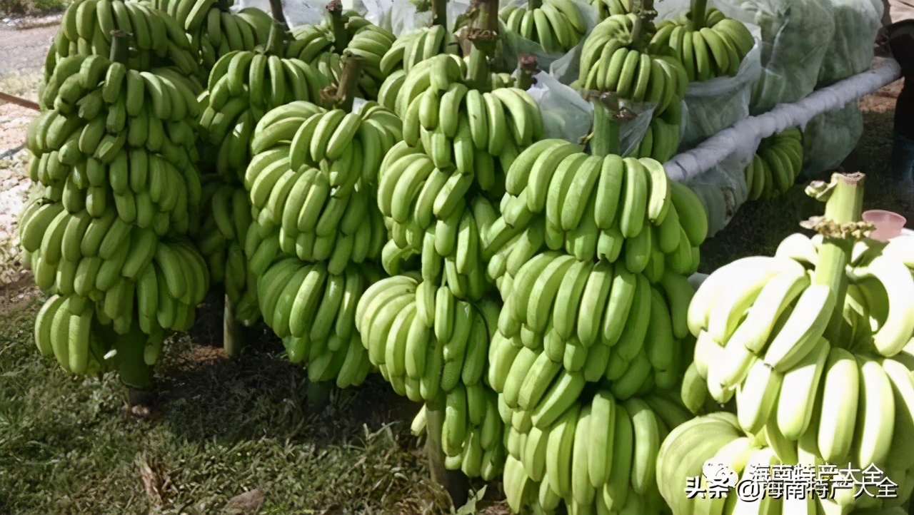 Introduction to Hainan Tropical Fruits (Part 1) - iNEWS