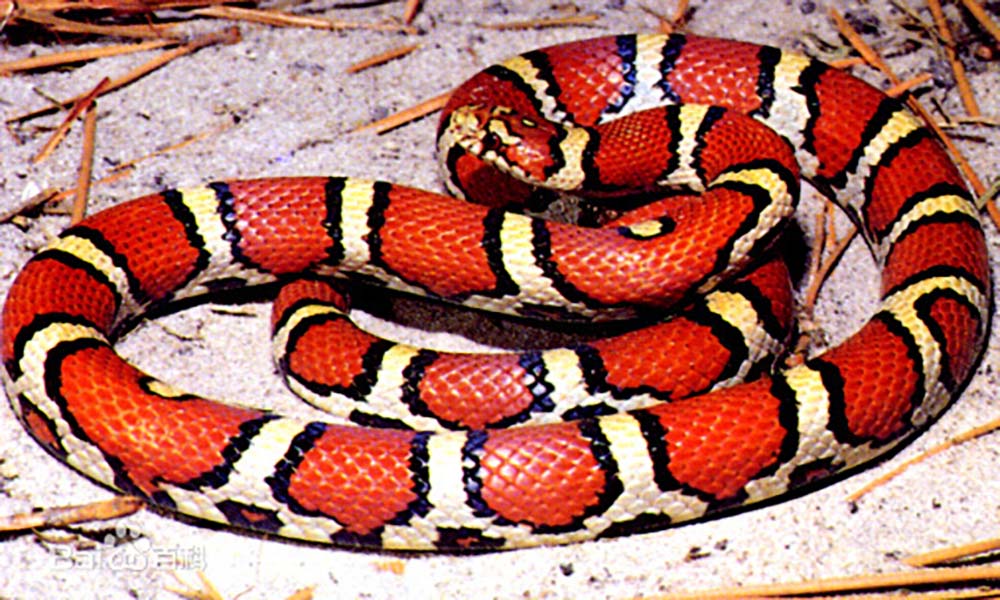 How many snakes do you know about these snakes of the snake family ...