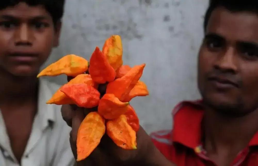 Can the chili pepper that has entered the Guinness Book of Records be ...
