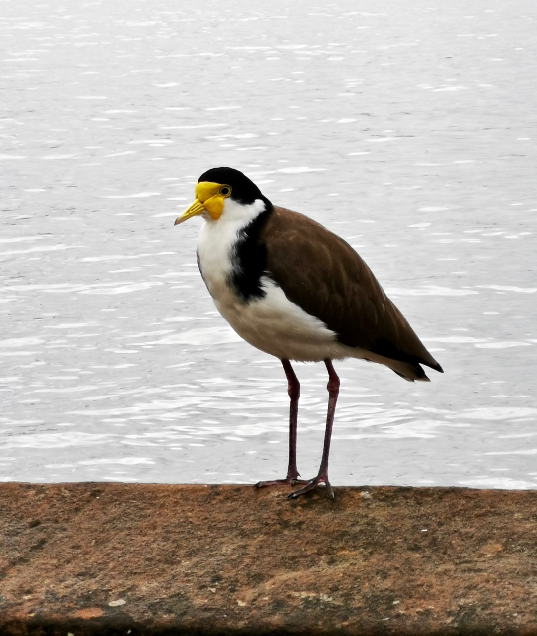 Australian durian bird with super distinctive looks - iNEWS