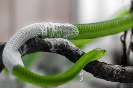 Why do you have to hit a seven-inch snake?Are there any weaknesses in ...