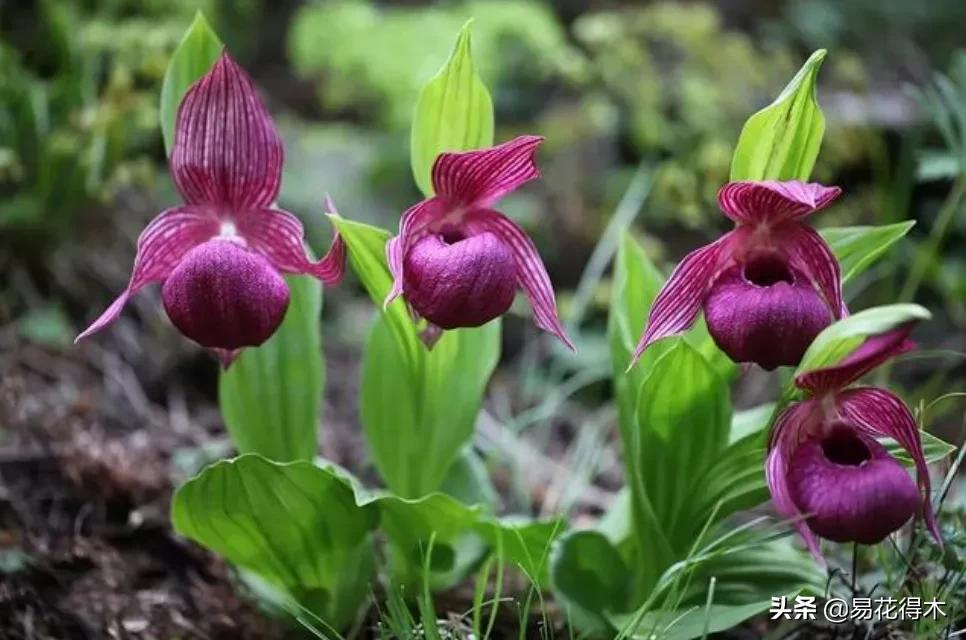 The "giant" in the genus Cypripedium-Warmland Cypripedium - iNEWS