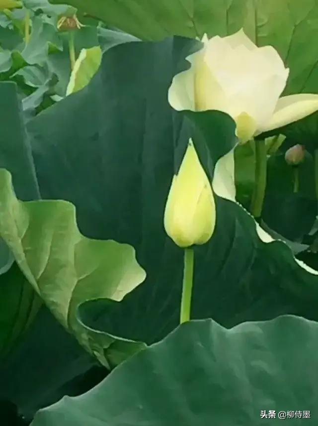 Shooting lotus with mobile phone, the photographer summarizes 10 tips ...