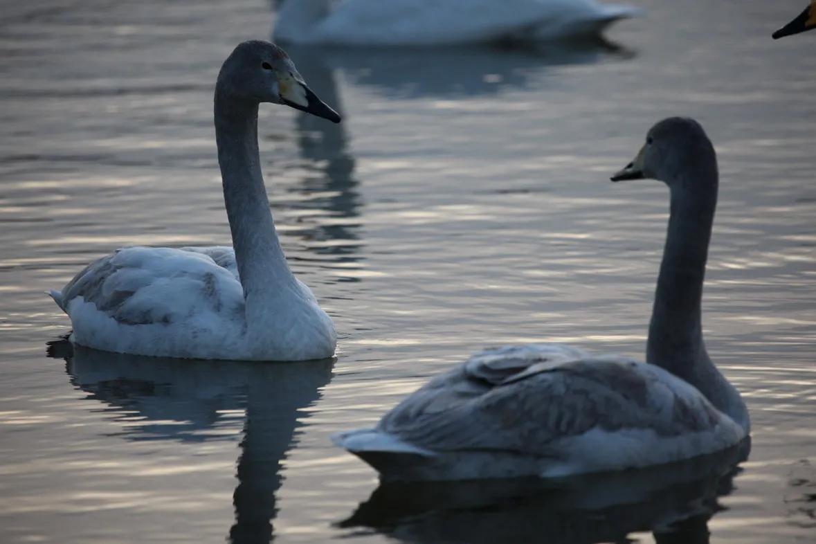 "Black Swan" Chapter 16 Random Aesthetics - iNEWS