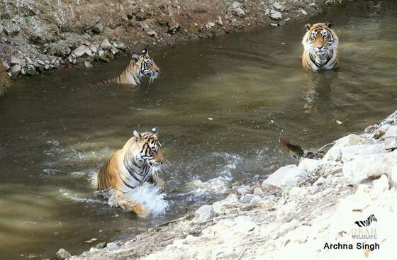 The son of the legendary tiger king: The Sudanese tiger drove high and ...