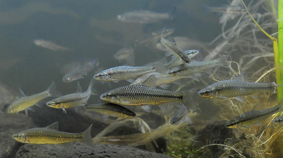 Wheat ear fish invaded 32 countries and reproduced 3 times a year ...