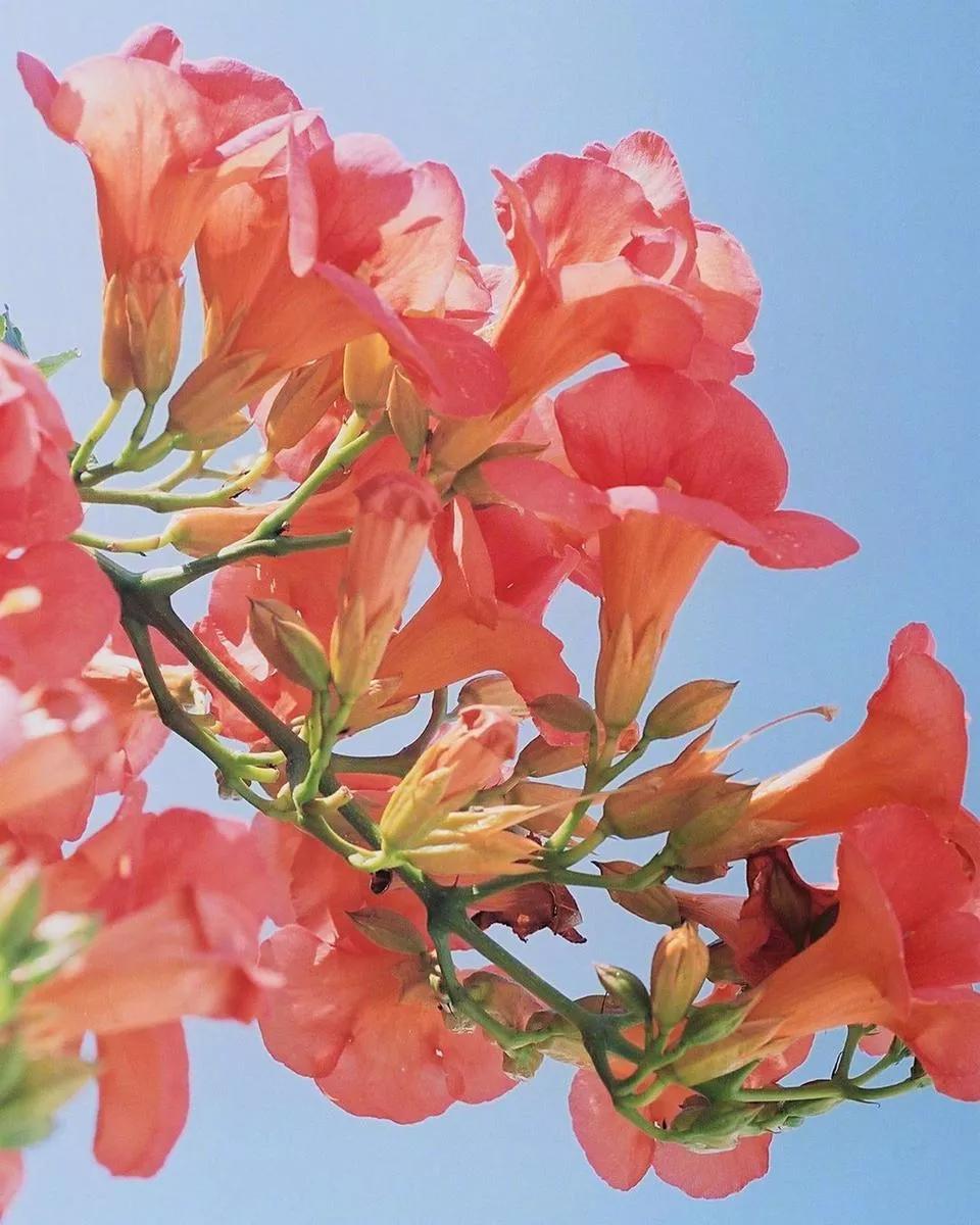 Return from Jinggangshan - iNEWS