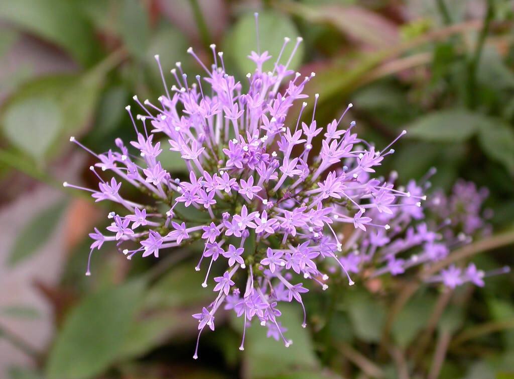 A small note on understanding flowers "Xiwu Hua" - iNEWS