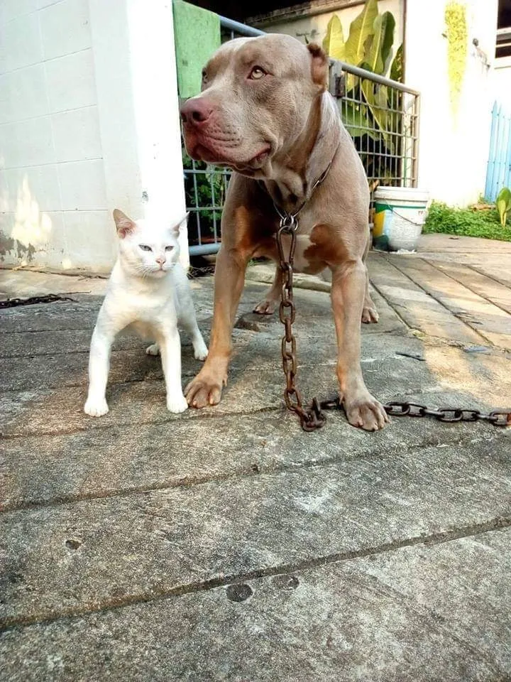 The cat has been brought up by a pitbull since he was a child, and his ...