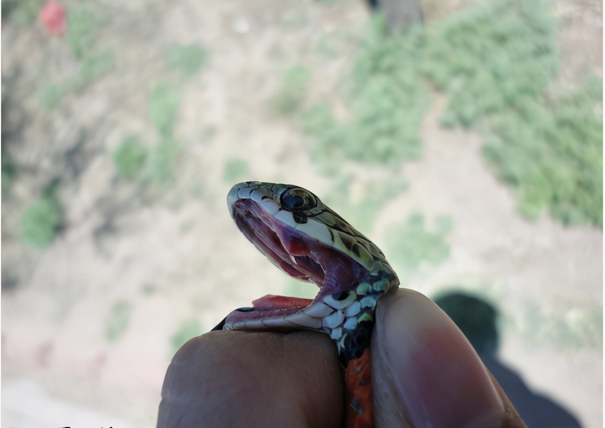 Is bitten a non-venomous snake? In fact, it is as poisonous as the ...