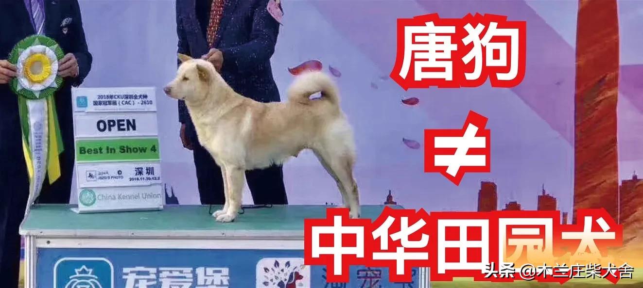 Not every Chinese pastoral dog is called "Tang Dog" - iNEWS