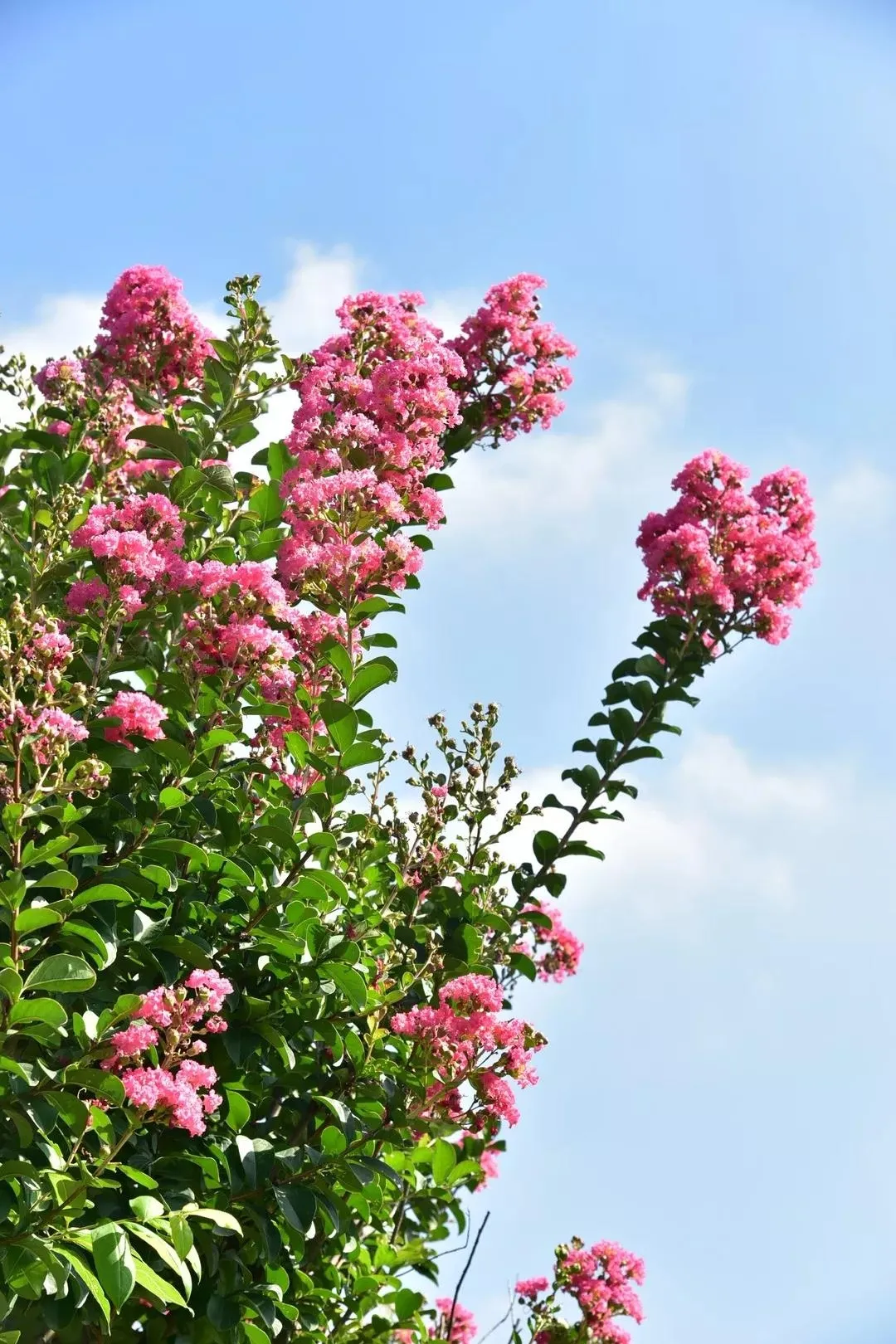 Good news, the crape myrtle flower in Yingshan is stunningly blooming ...