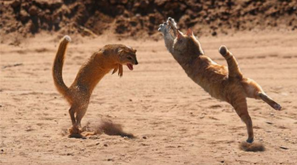 The same is the "elite" of rodents, weasel and cat fight, who can win ...