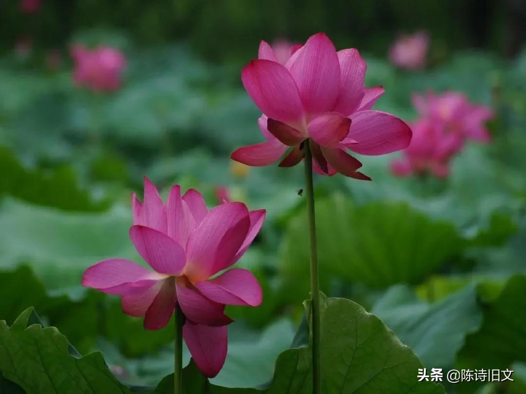The master of lotus writing, Yang Wanli, can write the beauty of West ...