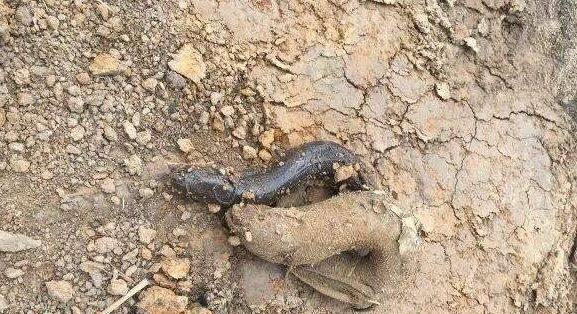 I eat myself?"The most ruthless fish on the planet eats itself in order ...