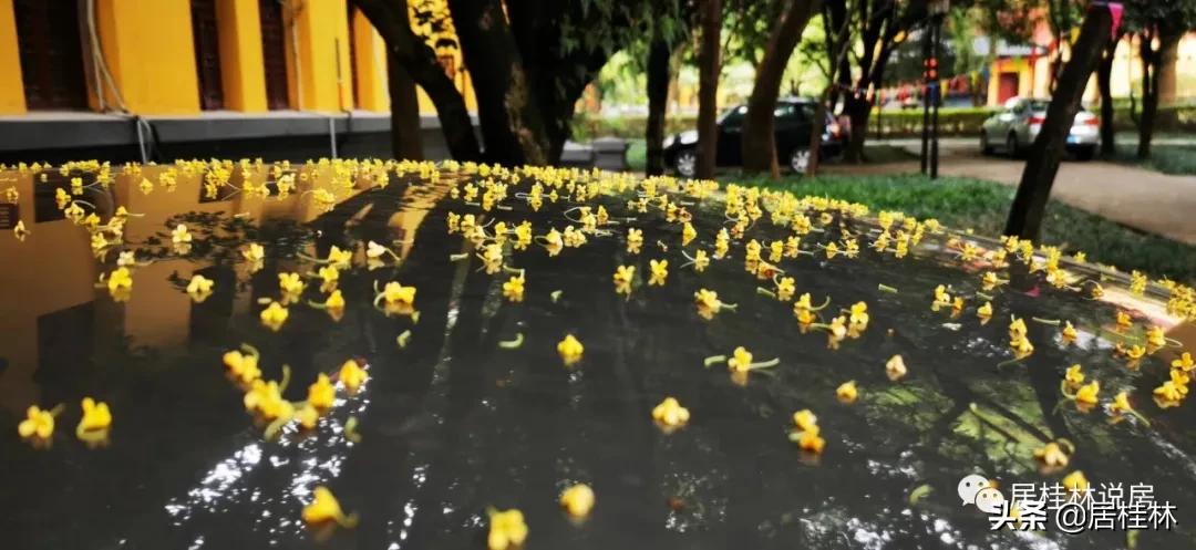 In Guilin, osmanthus flowers bloom in the whole city, which district is ...