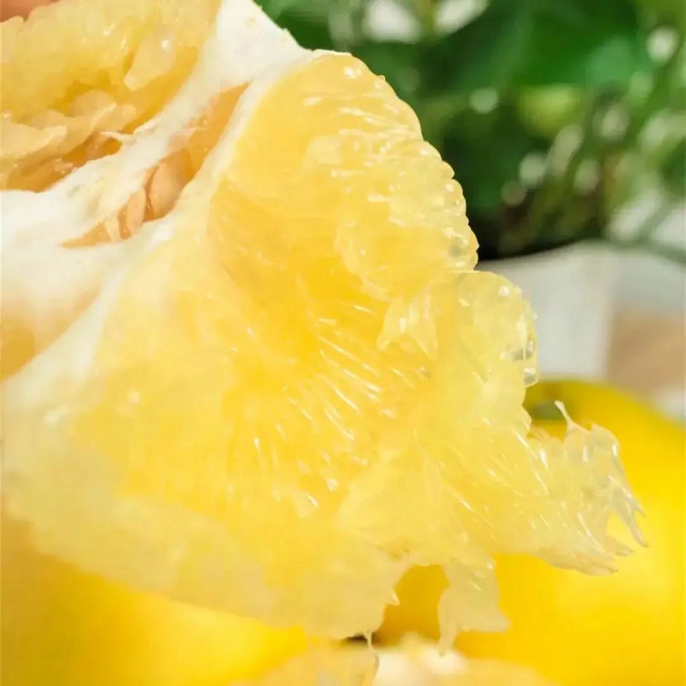 This golden grapefruit from Taiwan, almost 99% of people have never ...