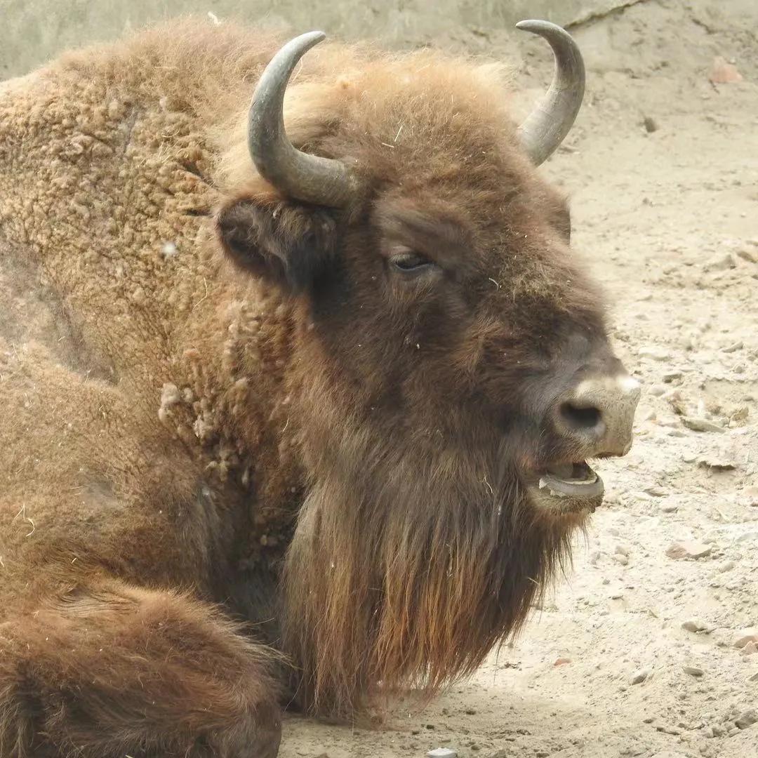 Talking about bison in the year of the ox, sadness starts from the ...