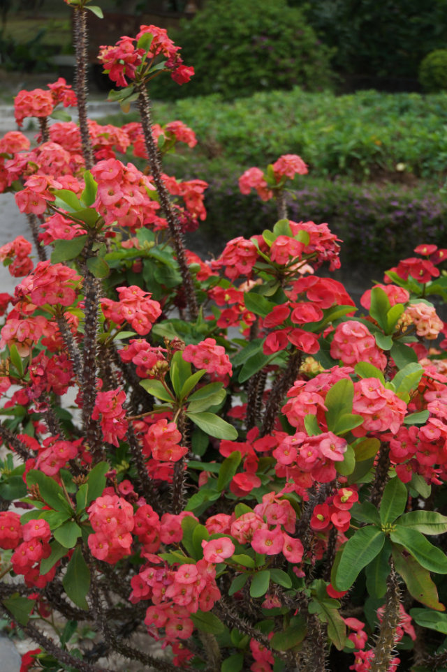Indoor pots "Four Seasons Flowers", with huge amount of flowers ...
