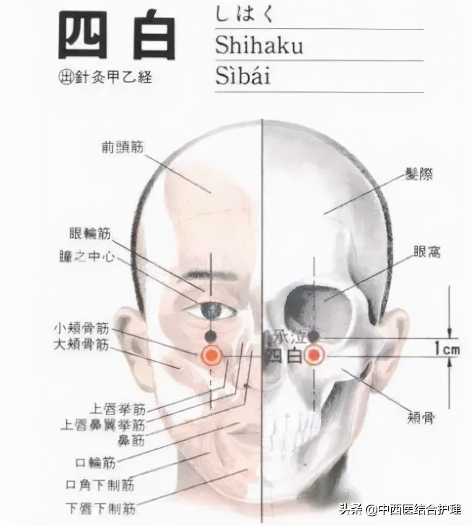 "Acupoint Knowledge" Basic knowledge of acupuncture points of the human ...
