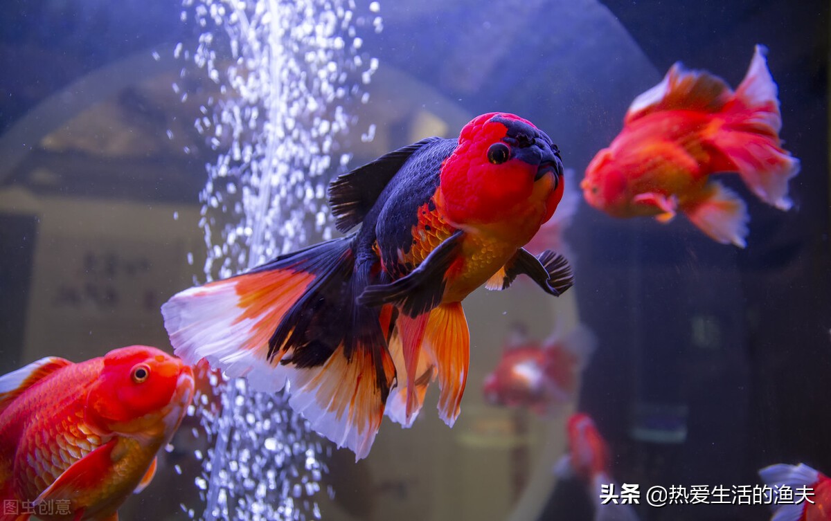 Spring is here!Rebirth!How to raise newly hatched goldfish fry? - iNEWS