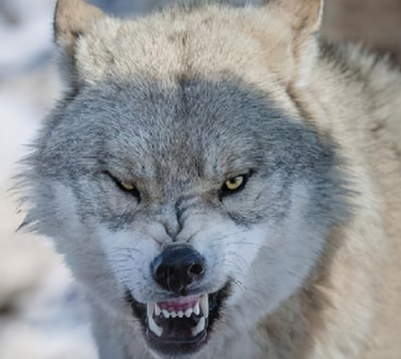 The ancient nomads were often attacked by wolves. The herders made a ...