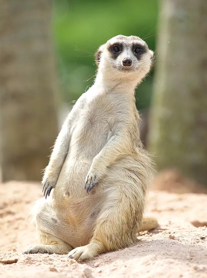 Meerkats love to eat poisonous snakes, wear sunglasses, and look like ...