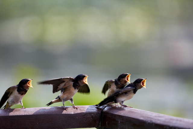 Swallows are beneficial birds and messengers of spring - iNEWS