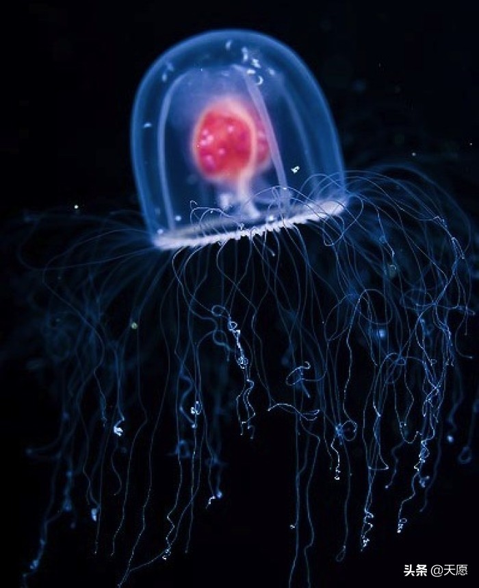 The legendary immortal creature, the lighthouse jellyfish, really will ...