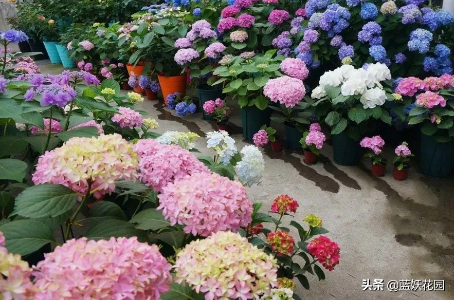 The brown spots on the leaves of hydrangea, is it sunburn or disease ...