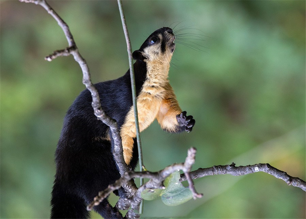 A tree dog appeared in Hainan and broke into the gibbon site while ...