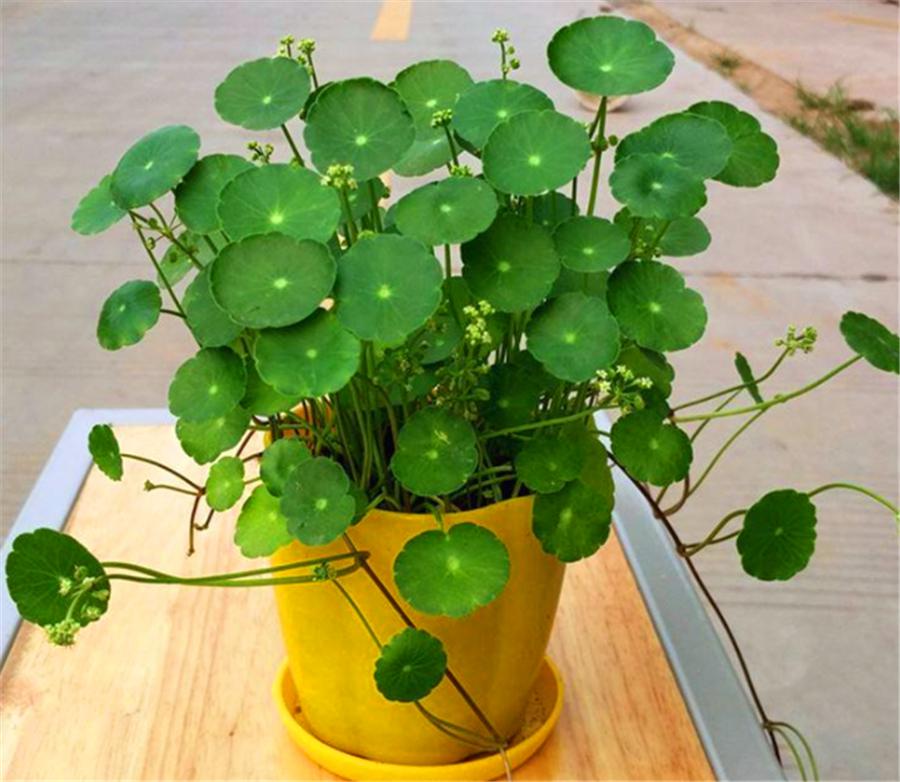 In summer, there are "3 fears" in copper coin grass. No wonder the ...