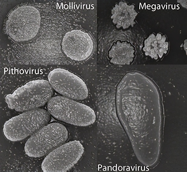 Pandora virus - giant in the virus - iNEWS