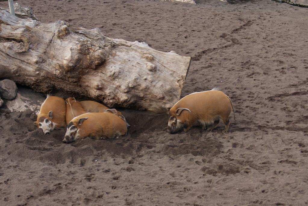 African red river pigs are disaster, the reproductive power is ...