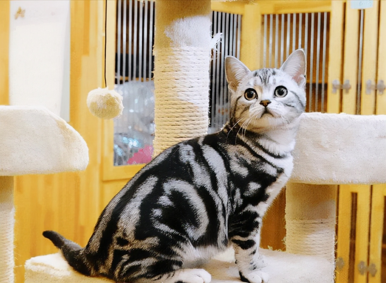 At what age did the short cats enter their old age?After getting old ...