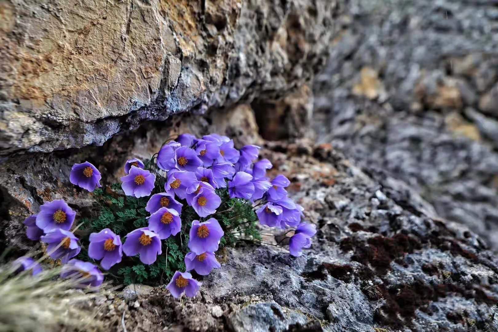 Five rare alpine plants, blooming beautifully, can only be seen but not ...