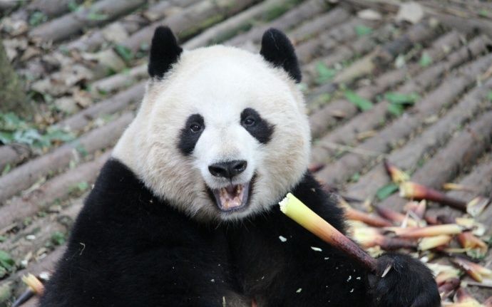 Is the national treasure giant panda "abused" in the United States ...