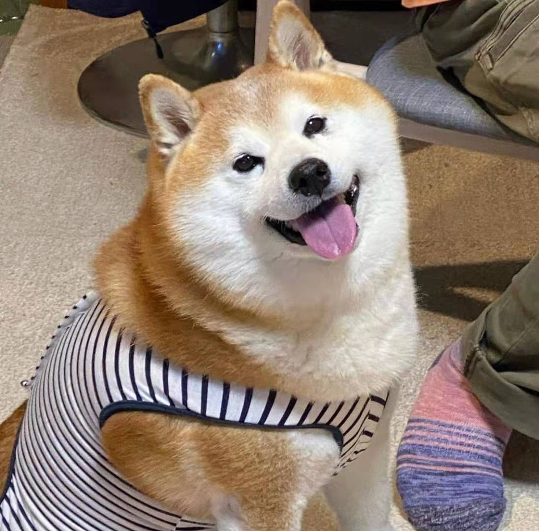 How is the Fat Shiba Inu raised?The origin of Shiba pig - iNEWS