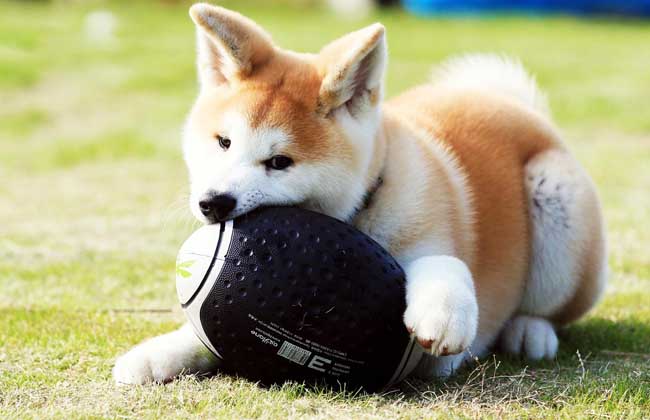 The "local tyrant dog" in the dog world always exposes your economic ...