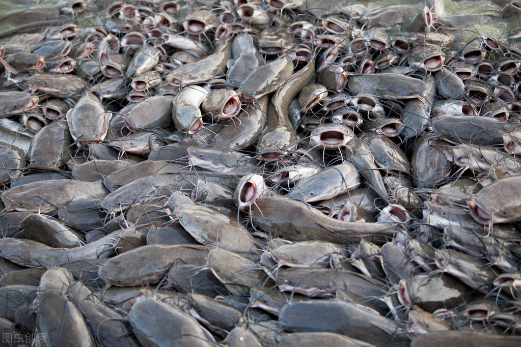 Indian catfish are overwhelming and cannot be killed or eaten. They ...