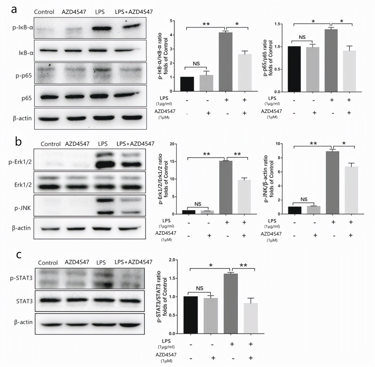 AZD4547 inhibits fibroblast growth factor receptor - iNEWS