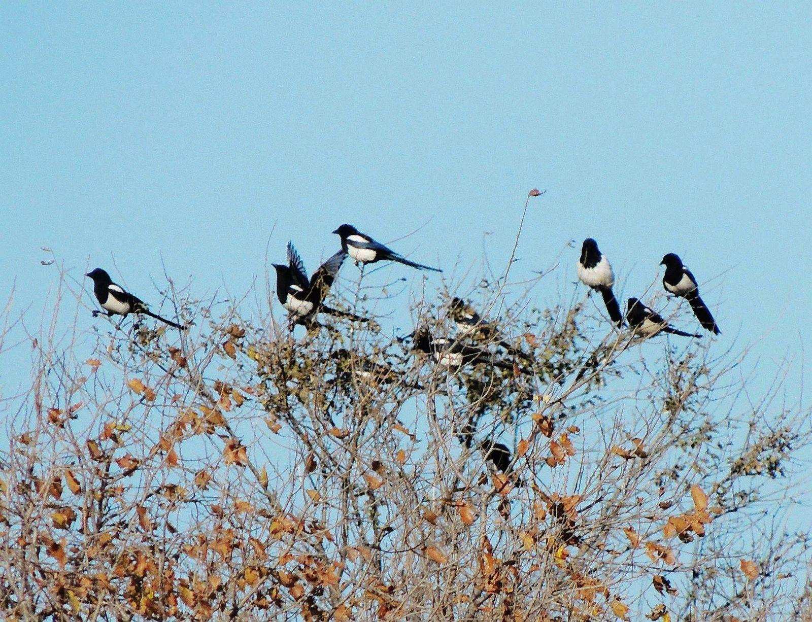 Why don't the "Lucky Bird" magpies go to Japan if they are killed? - iNEWS