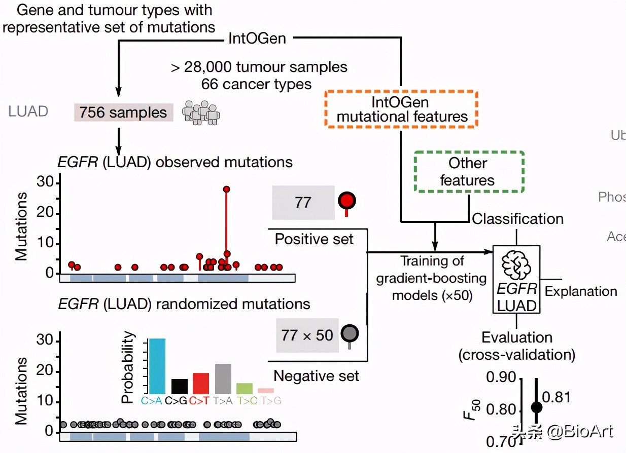 Oncogene mutation machine learning model: BoostDM - iNEWS