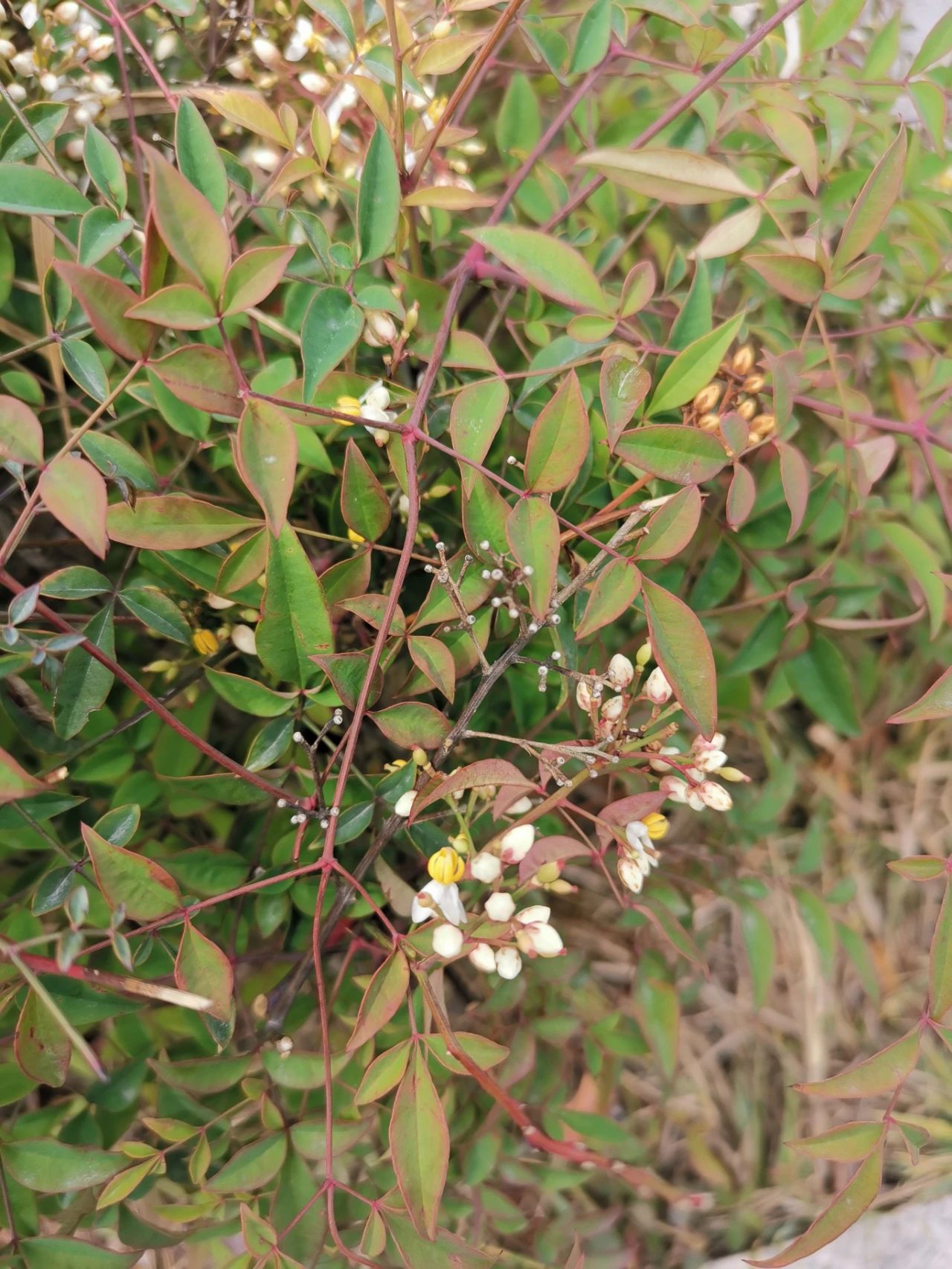 Six unique-looking shrubs with weird flower and leaf shapes - iNEWS